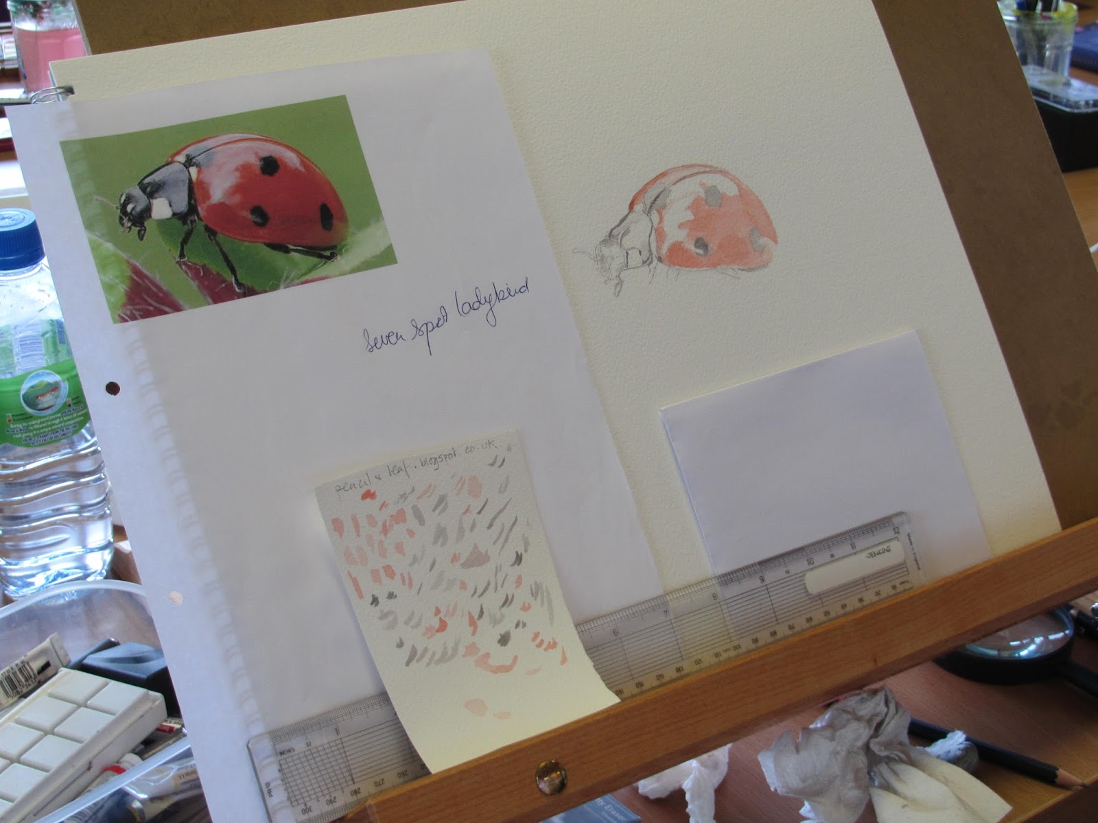 Cath Hodsman - Wildlife and Natural History Artist: A busy and ...