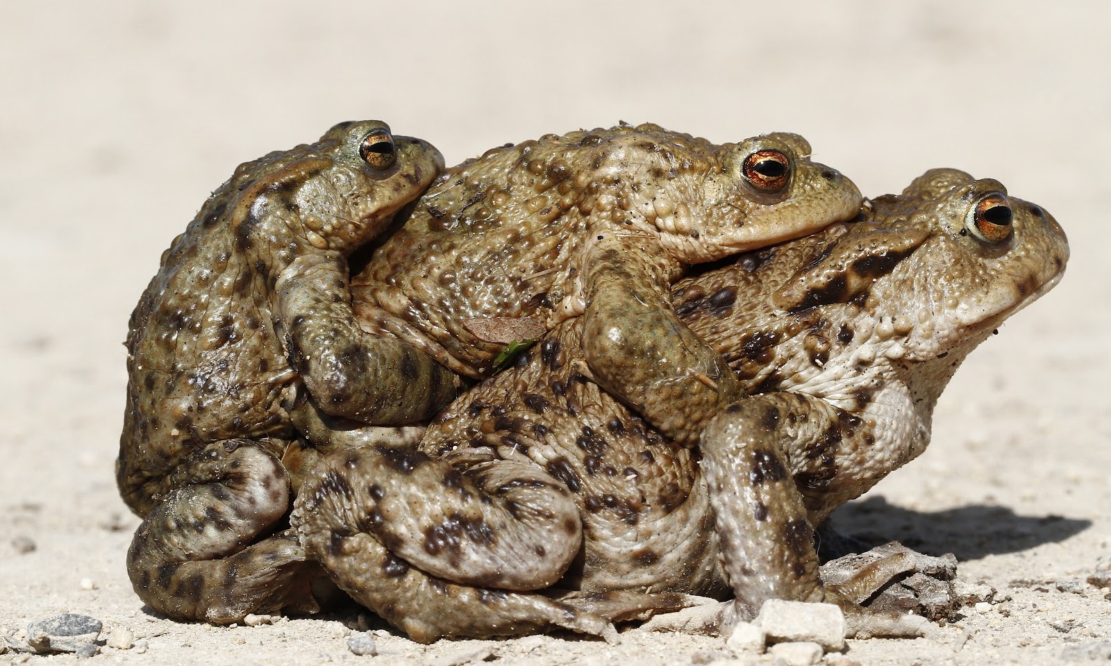 Пин на доске Reptiles