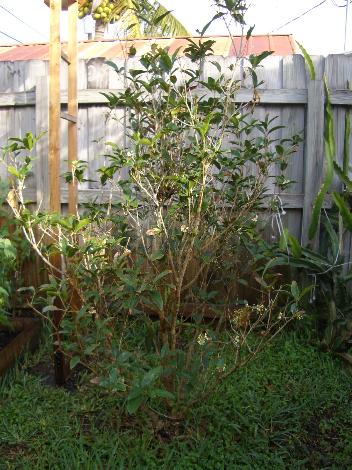 Gardening South Florida Style: Sweet Tea Olive - Osmanthus fragrans