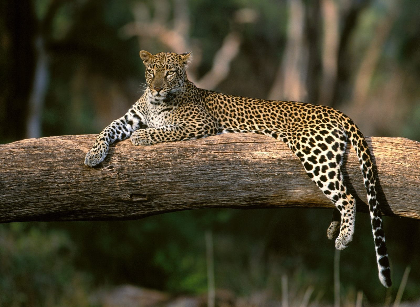 O Livro da Natureza: Leopardo