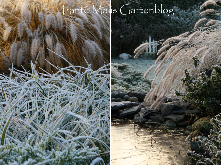Frozen Beauties!