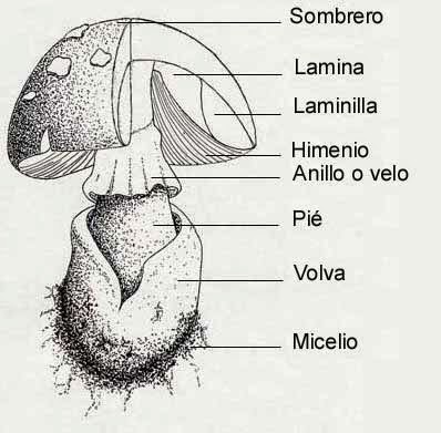 Reinos Biológicos: Reino Fungi