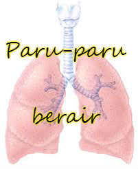 Blog Lia: Punca Penyakit Paru-paru Berair Dan Cara Merawat