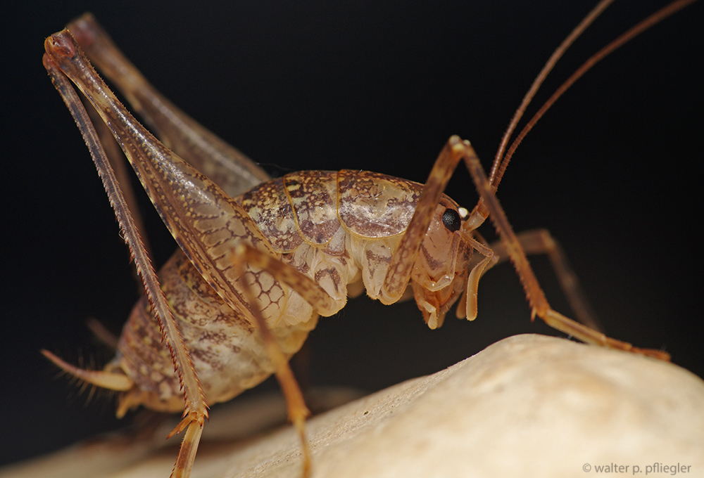 Nature photos from an Amateur Naturalist: Bugojno, Bosnia and ...