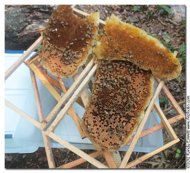 Randy & Meg's Garden Paradise: Downed beehive in a tree!