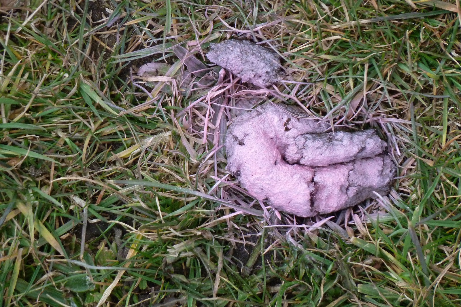 Gecko's Progress: Pink Poo