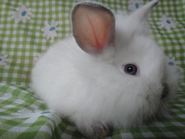 FILHOTES DE MINI LIONHEAD VENDIDOS! - Mini Coelhos da Serra