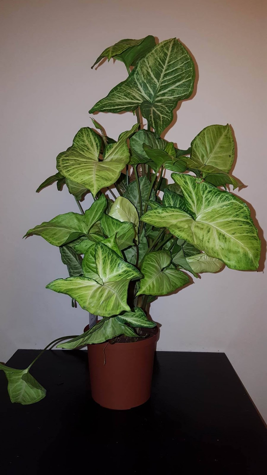 Hemmadjungeln: Mer om våra rankor