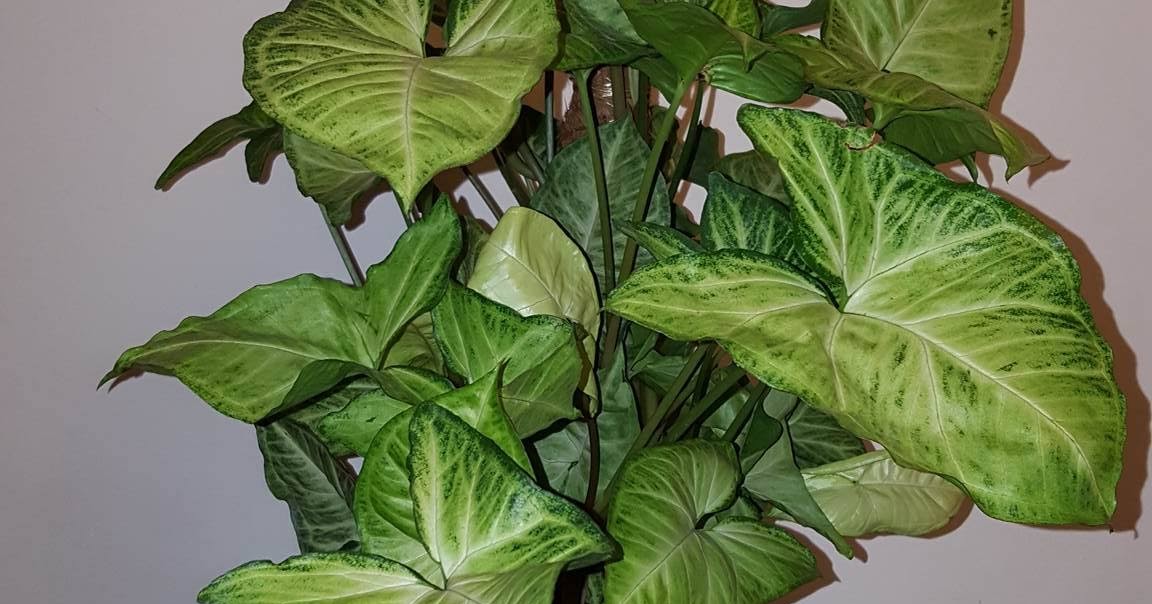 Hemmadjungeln: Mer om våra rankor