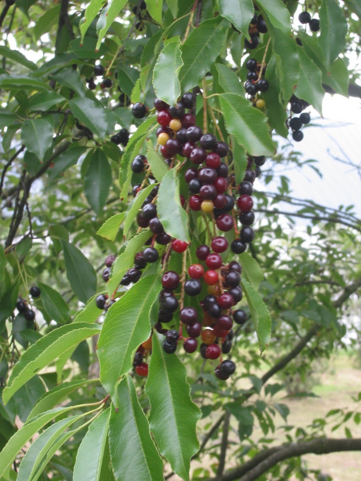 Naturaleza Viva: Capuli (Prunus serotina)