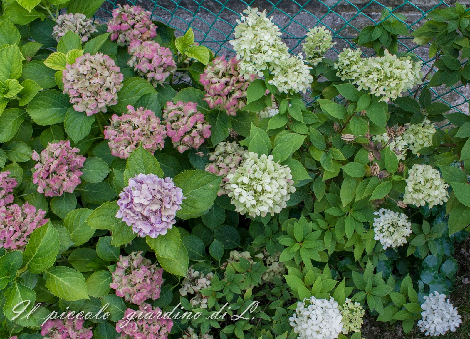 Il piccolo giardino di L.: La mia Hydrangea paniculata Limelight