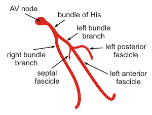 Left Anterior Fascicular Block | INA - ECG