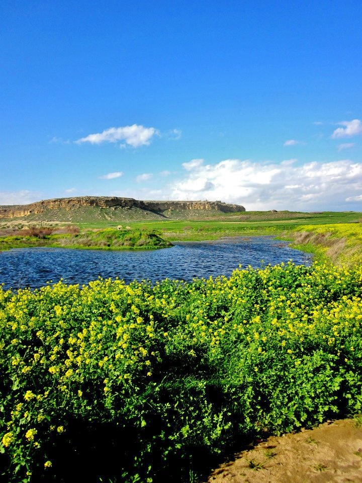 Biodiversity of Cyprus by NGO Protection of the Natural Heritage and ...