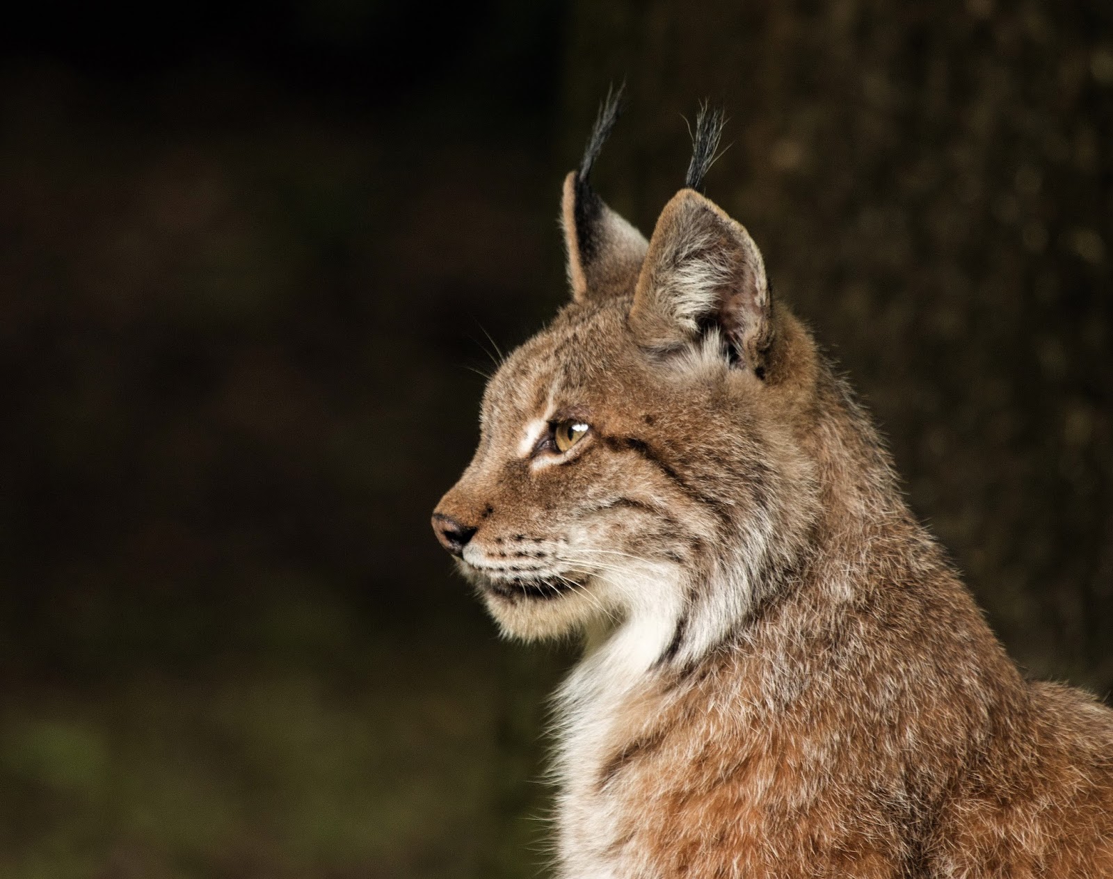 Mijn natuur: Lynx