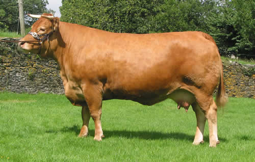 Semper Grazing Ranch: Beef Cattle