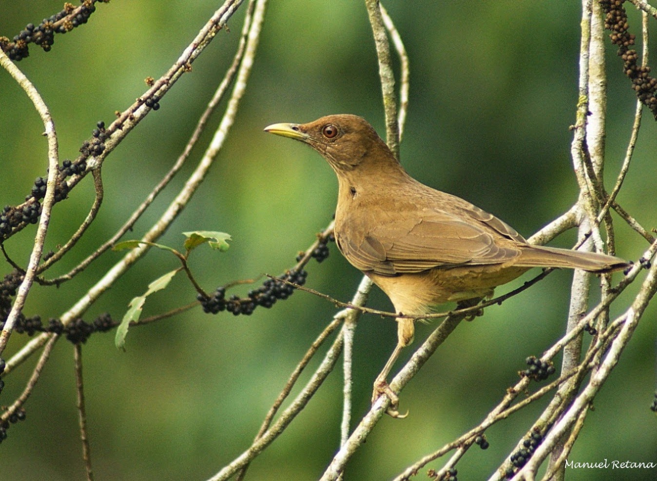 Bellas Aves de El Salvador: Turdus grayi (chonte o senzontle) Residente