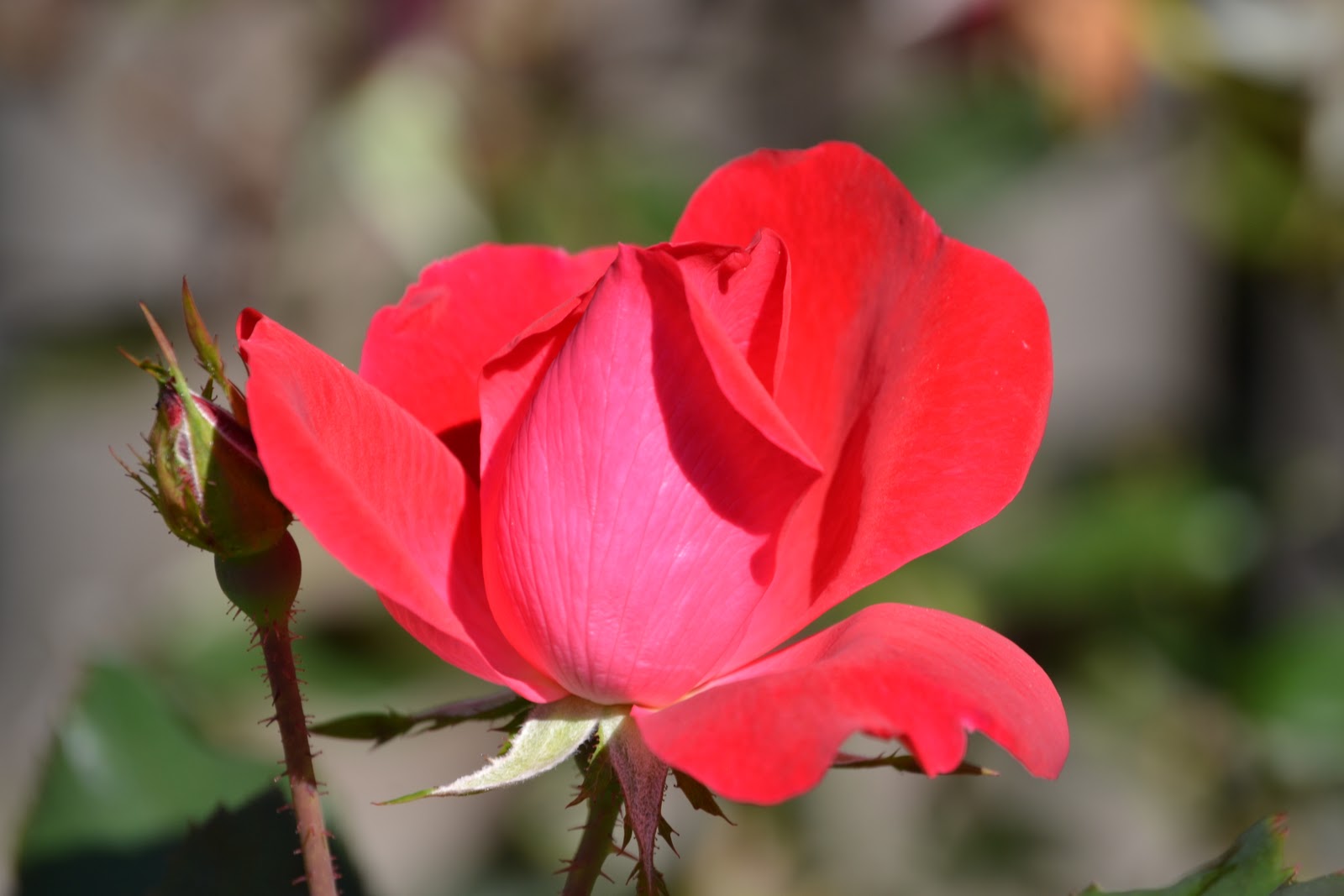 It's All About Purple: Knockout Roses