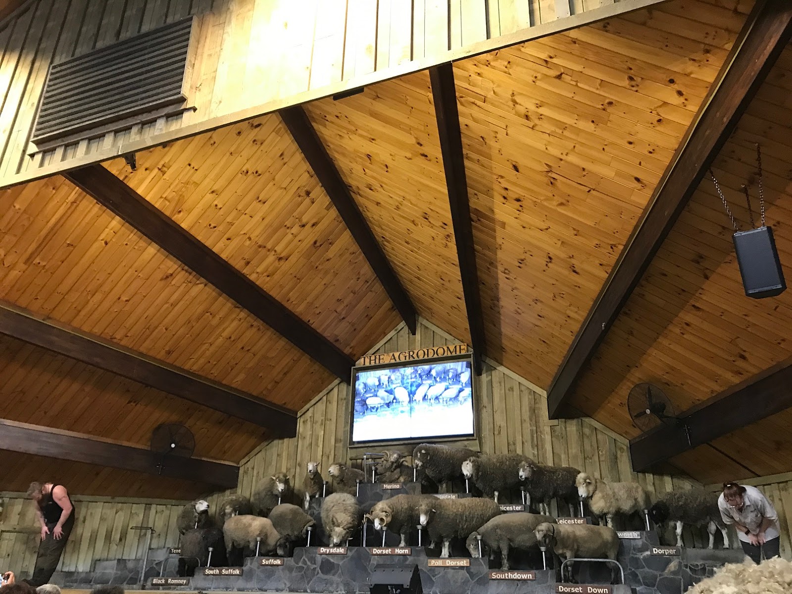 My Little Princess and Prince: 4 Dec 2018 - NZ Day 4: Agrodome Farm ...