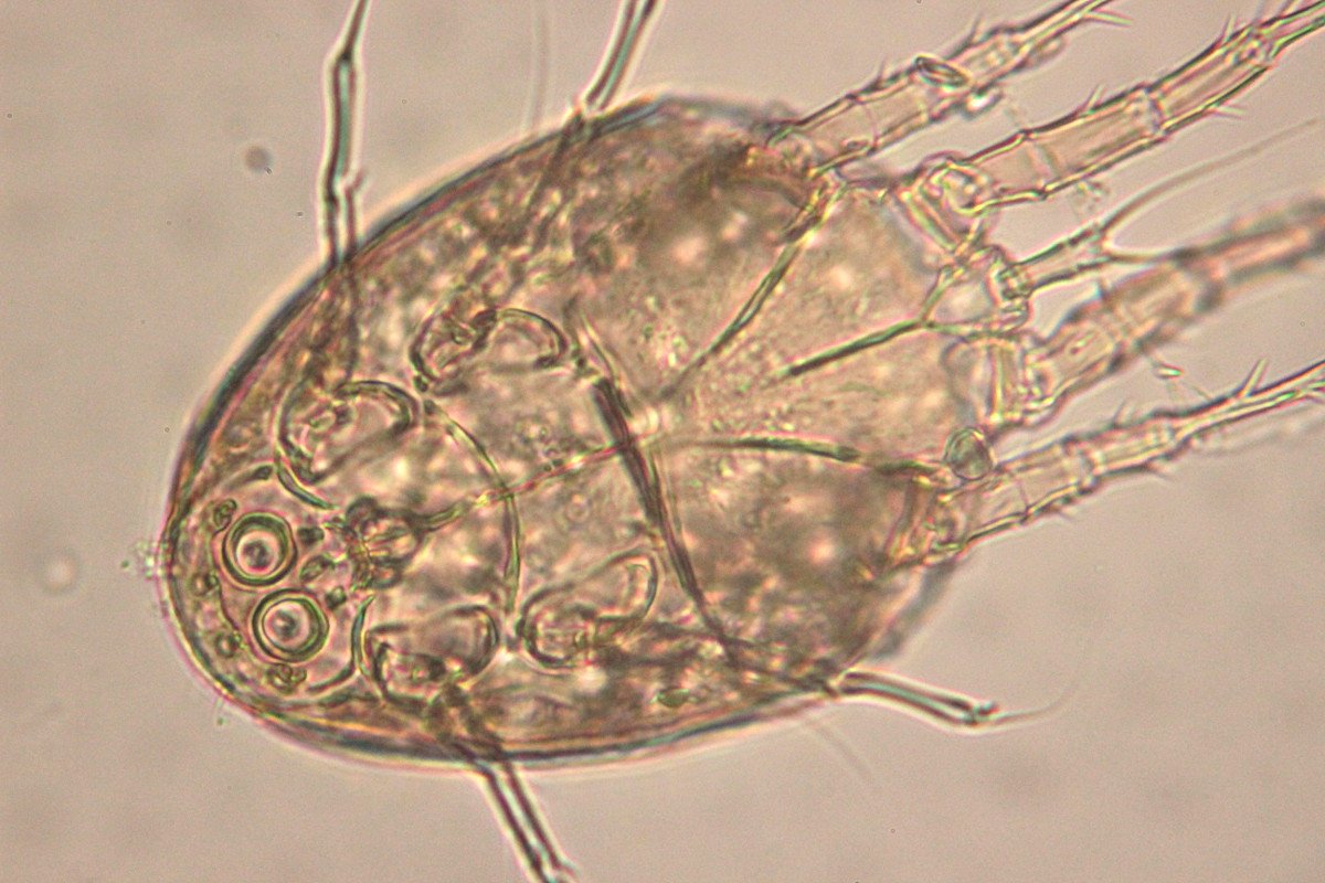 Variety of Life: Histiostomatidae