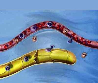 Ciências Naturais: Linfa