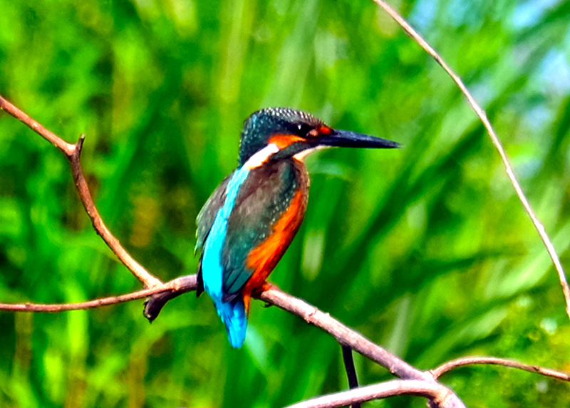 Le Thua: Chim chài chài