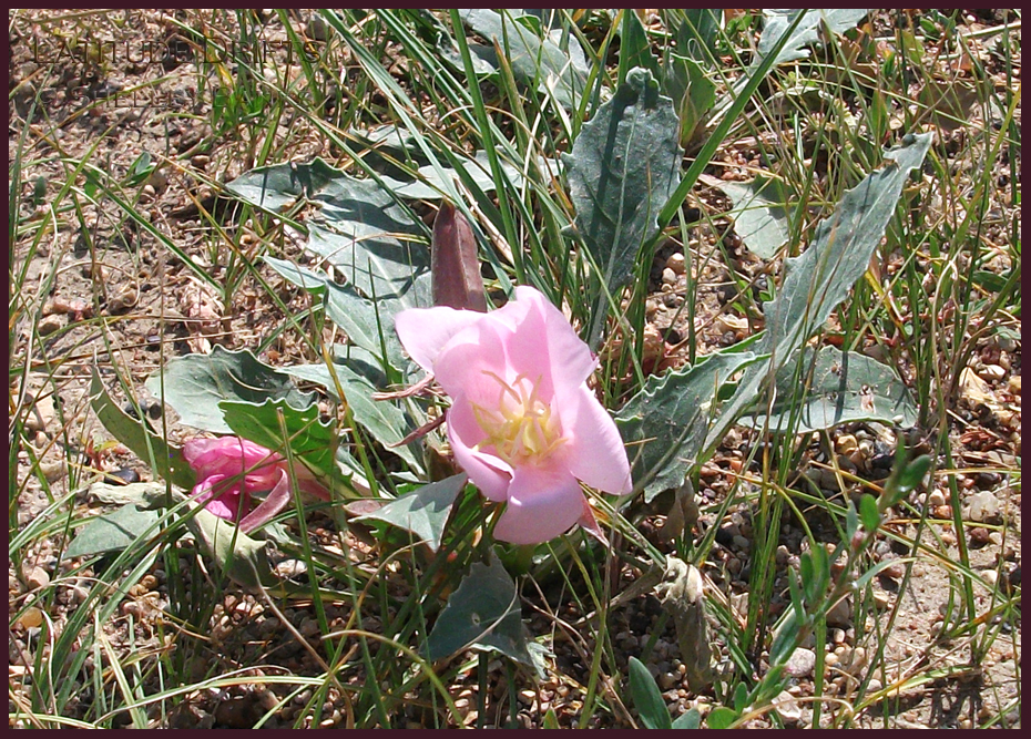 Prairie Wildflowers: Gumbo Evening Primrose: Prairie Wildflower