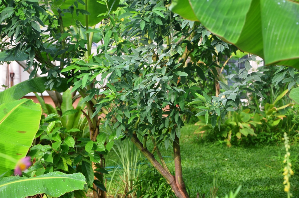 My little vegetable garden: Pigeon Peas - Kacang Dhal an adventure