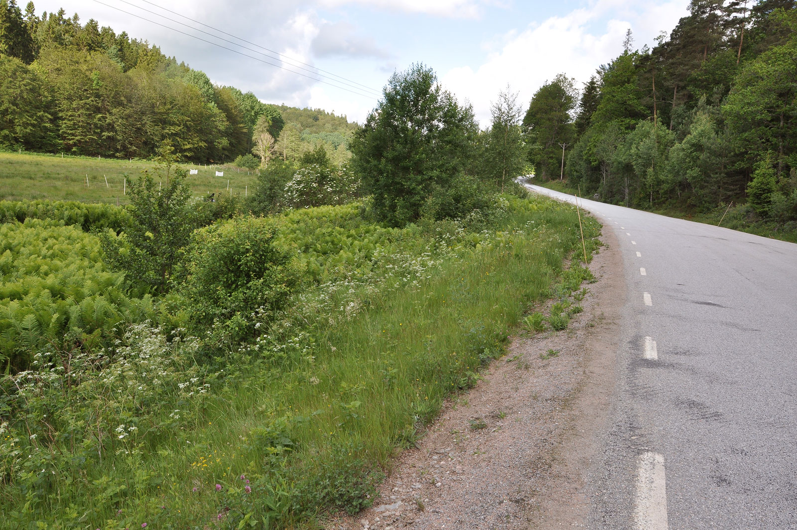 Uti äng och hage: 12 Juni - Ranebo