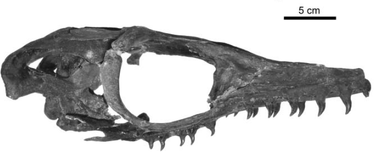 Sciency Thoughts: Phosphorosaurus ponpetelegans: A new species of ...