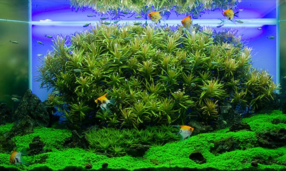 Agar Aquarium Selalu Jernih | dokter ikan