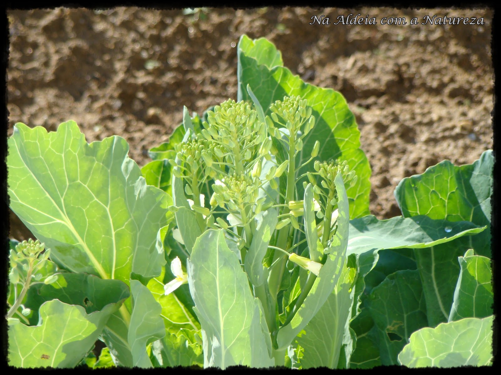 Na Aldeia com a Natureza: Grelos ou Espigos!!!