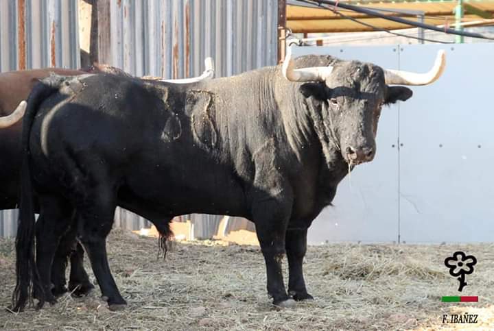 MONCOFA FIESTAS SANTA MARÍA MAGDALENA 2019 (CASTELLÓN) ~ FECARTOROS