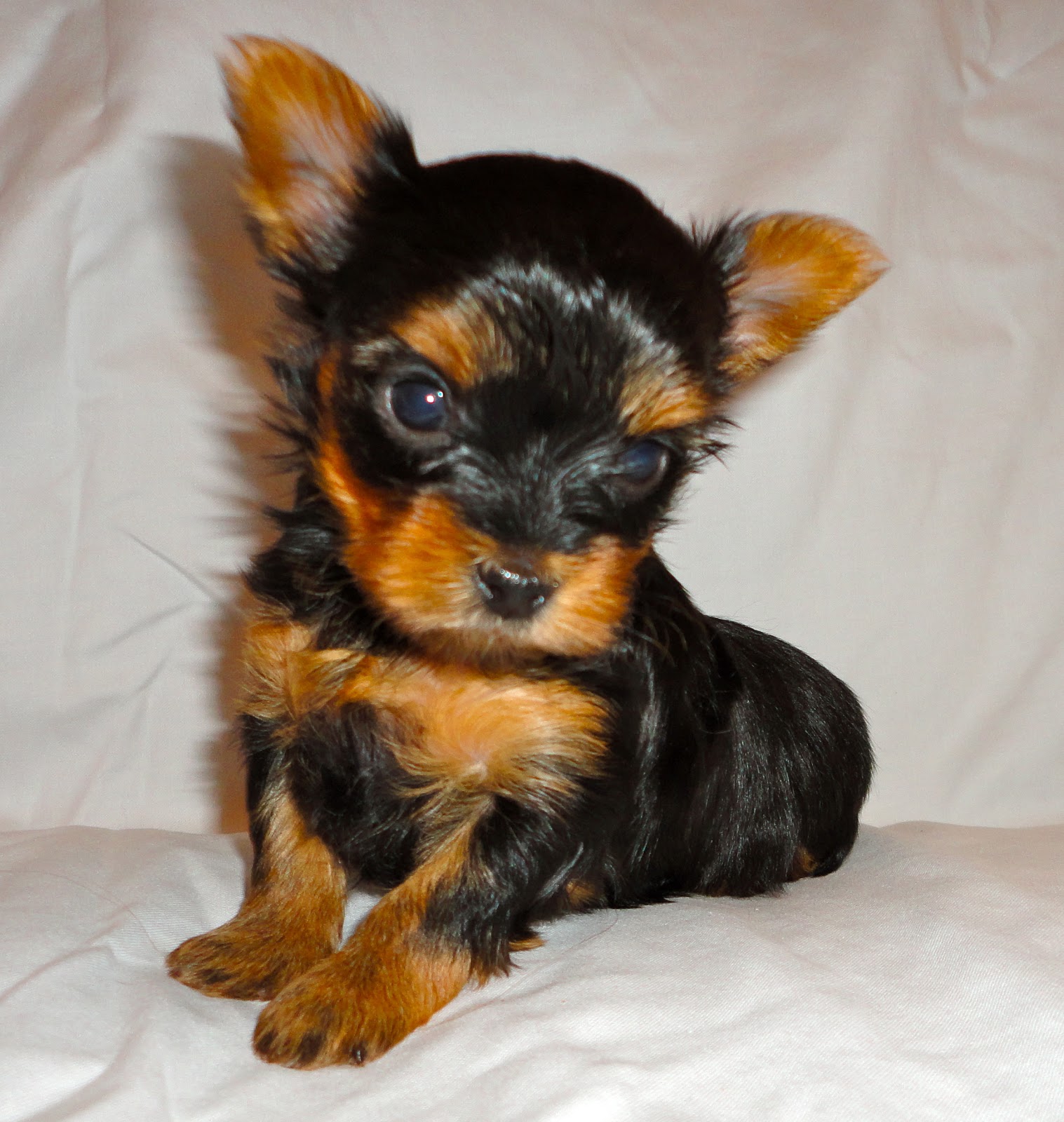 Courtney's AKC Yorkies: Puppies 4 Weeks Old