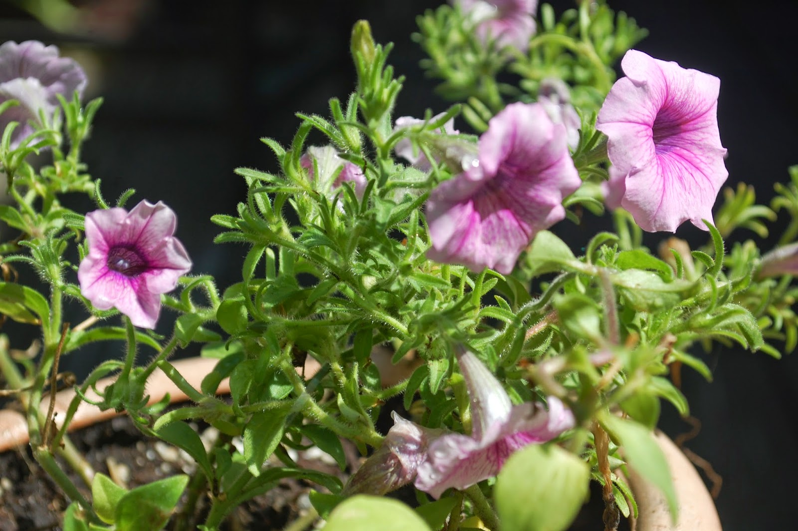 Sprouts: Pretty Petunias