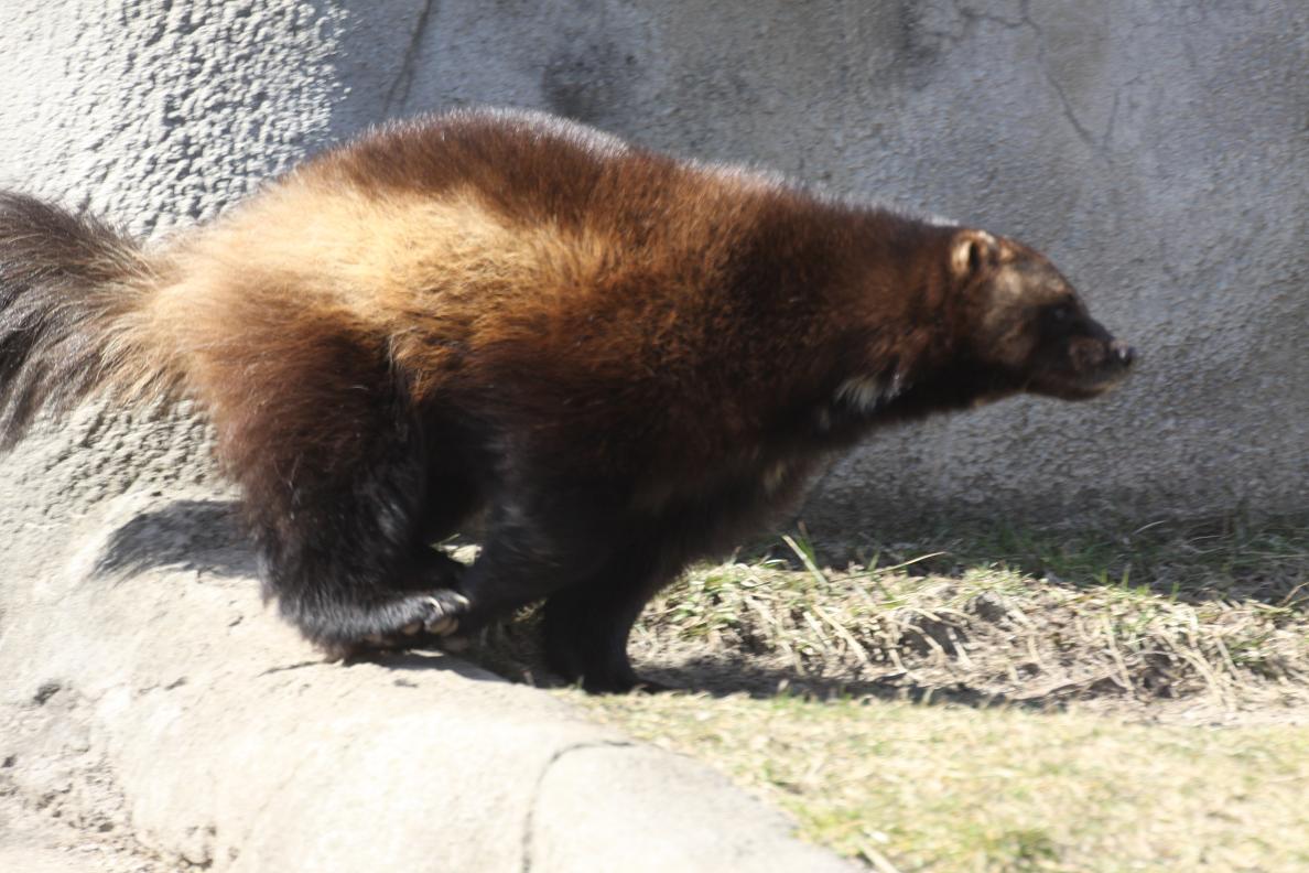 Michigan Exposures: And the Wolverines.....