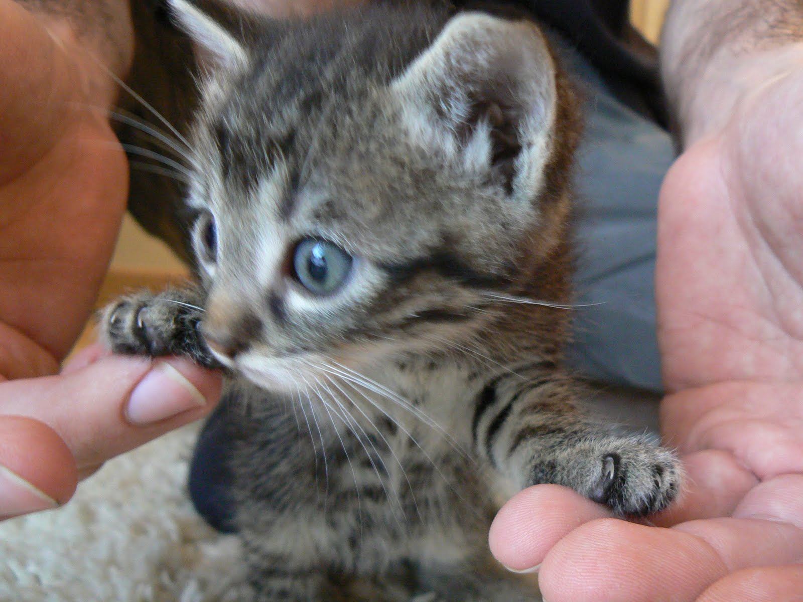 Pisici haioase: 2 pisici dragute spre adoptie