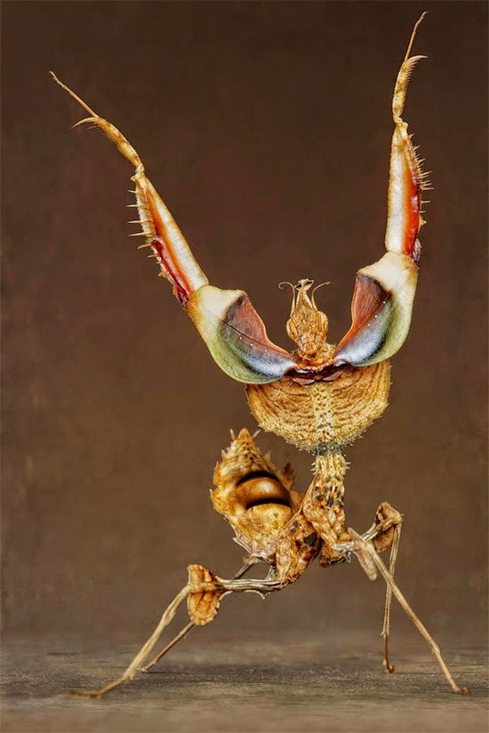 Idolomantis Diabolica: O animal mais estranho que você vai conhecer