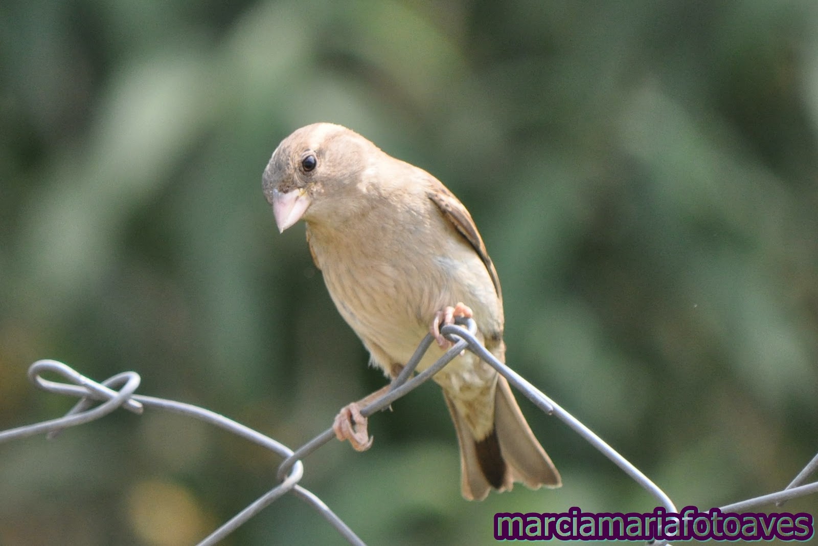 Qual O Feminino De Pardal - RETOEDU