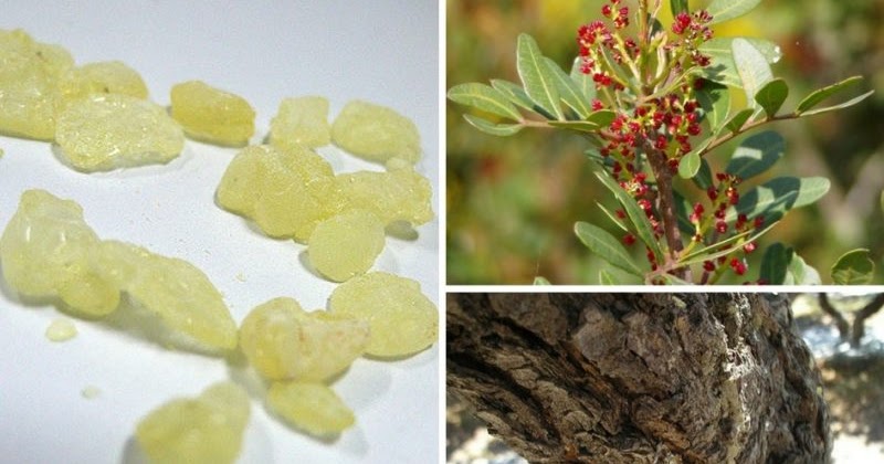 French Vocabulary Illustrated: mastic