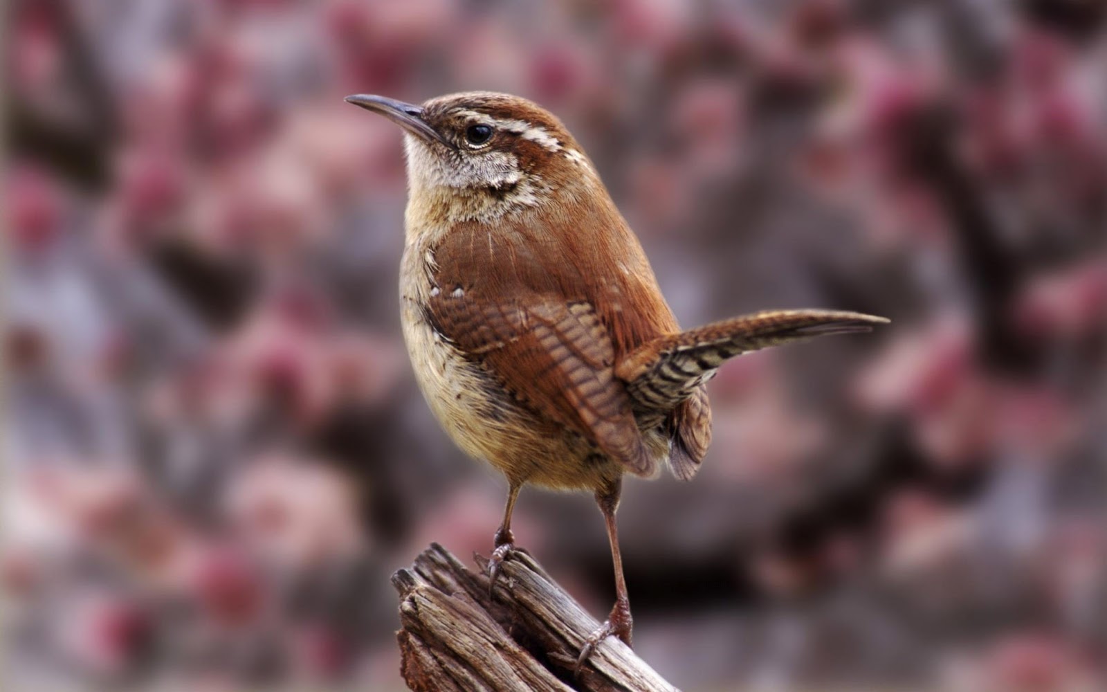 Beautiful Wren On Spring HD Wallpaper ~ The Wallpaper Database