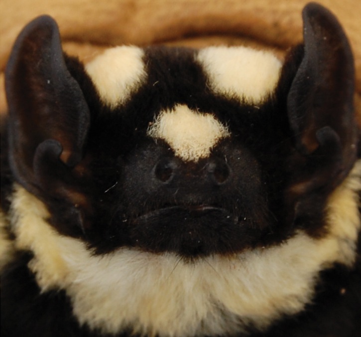 Real Monstrosities: Badger Bat?