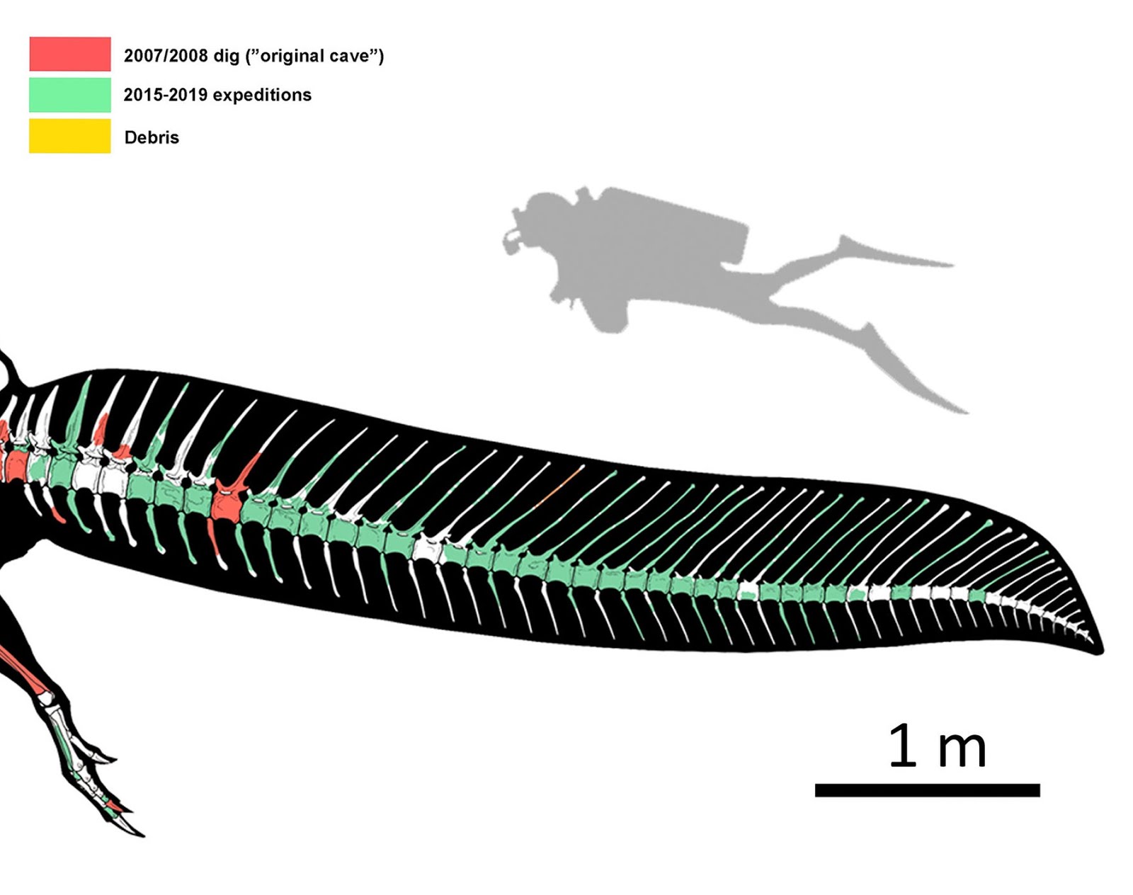 Species New to Science: [Paleontology • 2020] Spinosaurus aegyptiacus ...