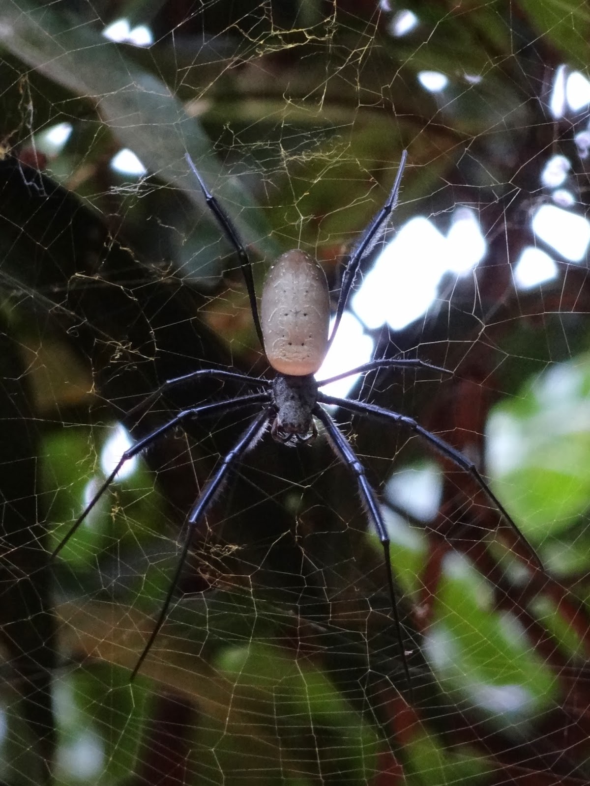 The Gerth Family: Mango Spiders