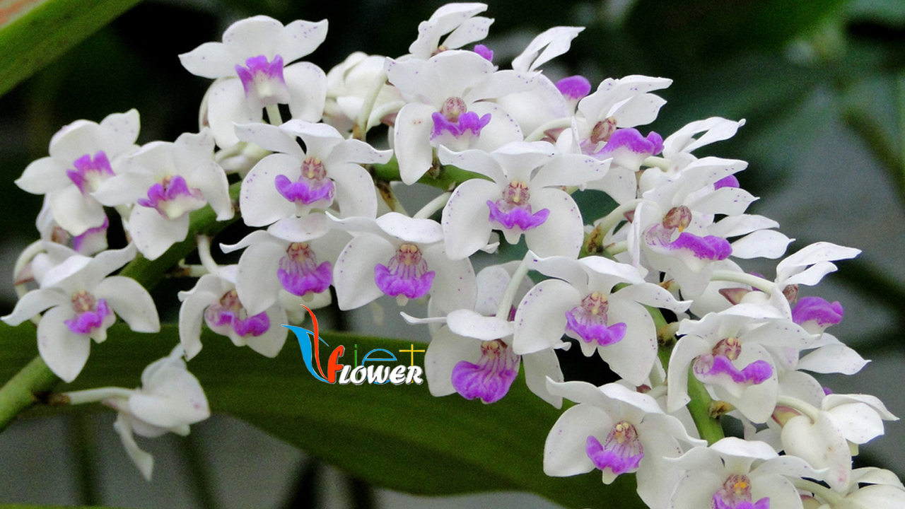 Ý nghĩa hoa phong lan - Orchid