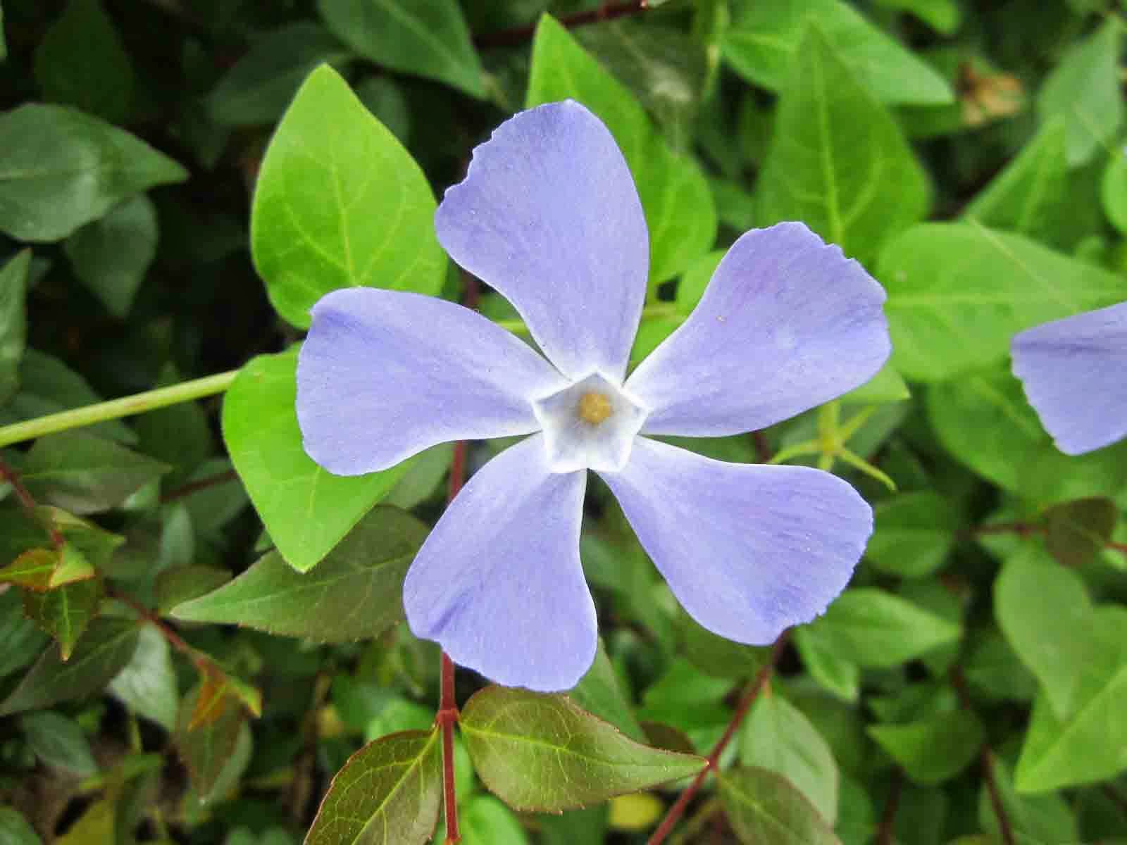 EL PENTÁGONO, EL PENTAGRAMA Y EL PENTÁCULO