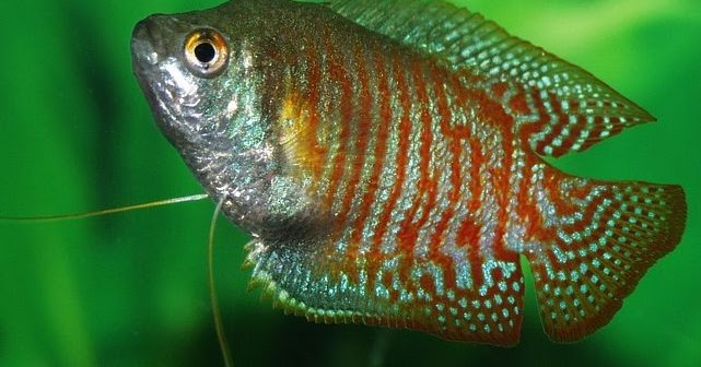 Gambar Ikan Sepat Rawa, Siam, Mutiara, Biru, Terbesar Harga Mahal