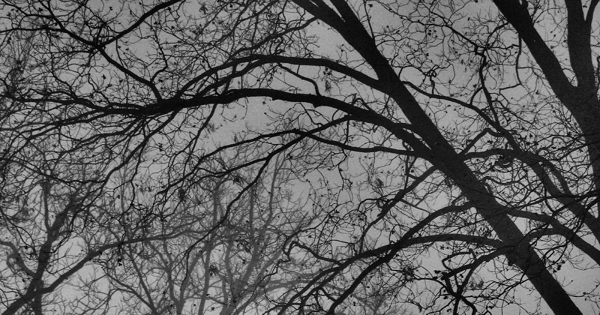 Terrell Daily Photo: It's foggy out