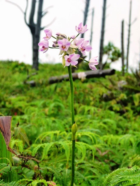 Infirmière à Futuna: Samedi 19 juillet, trekking au Mont Puke