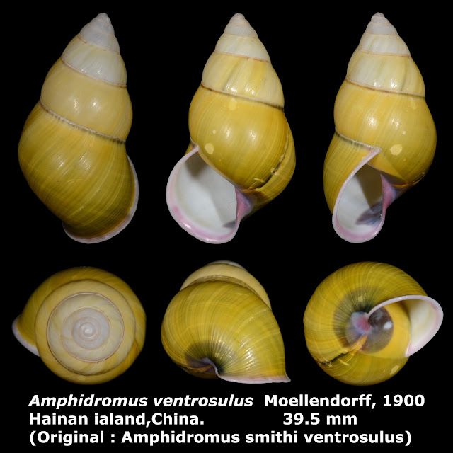 Dr. Lee's Gallery Museum: Amphidromus ventrosulus 39.5mm