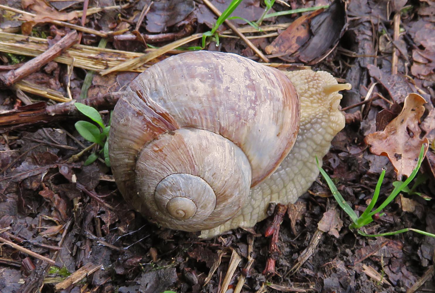 How Do You Say Snail In French